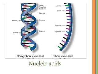 Introduction to biochemistry | PPTX