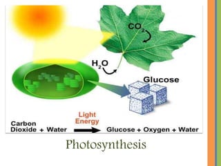 Introduction to biochemistry | PPTX