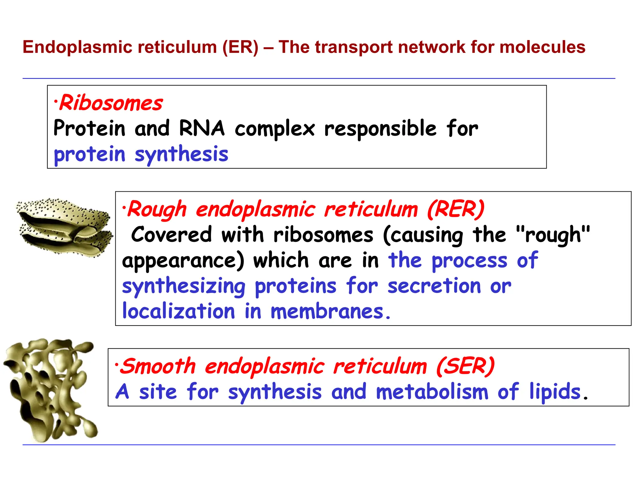 Introduction to Biochemistry lecture notes | PPT