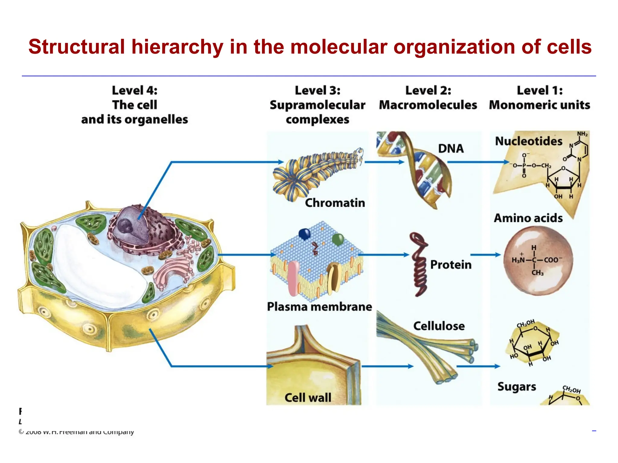 Introduction to Biochemistry lecture notes | PPT