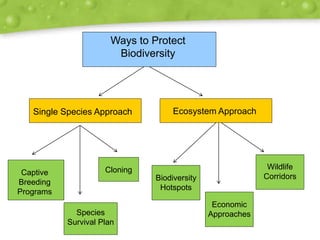 Introduction to biodiversity | PPTX