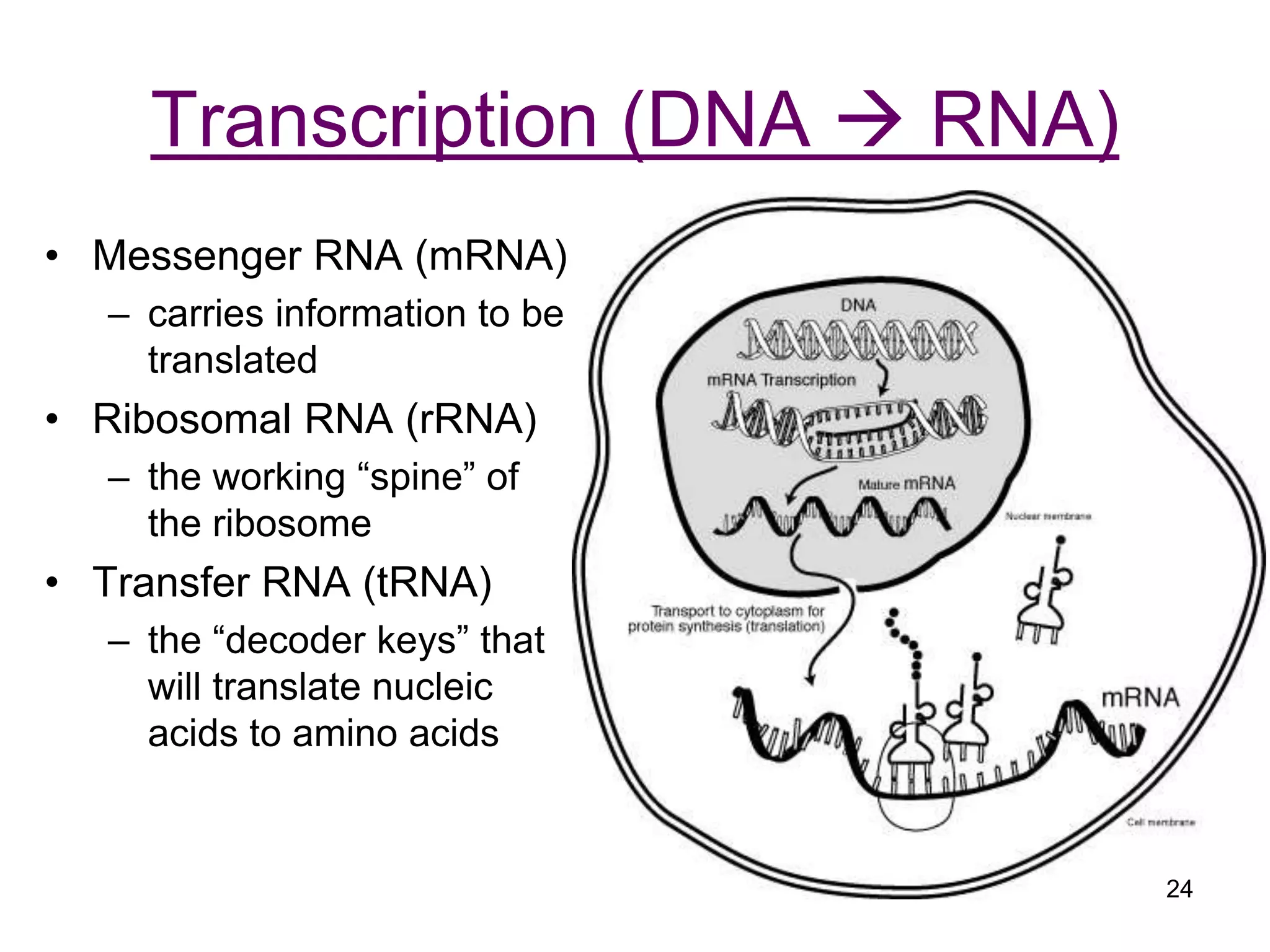 Introduction to Bioinformatics DNA, RNA, Transcriotion, Genes | PPT