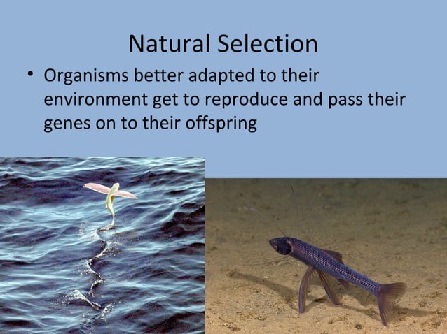 Introduction to biological oceanography notes | PPT