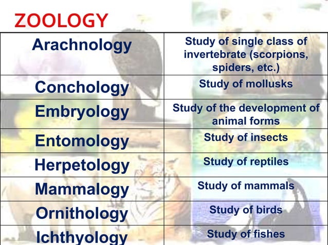 Introduction to Biology | PPTX