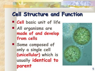 PIR AMIR HUSSAIN NOSHAHI | PPT
