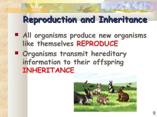 PIR AMIR HUSSAIN NOSHAHI | PPT