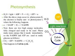 Introduction to biosynthetic pathway | PPT
