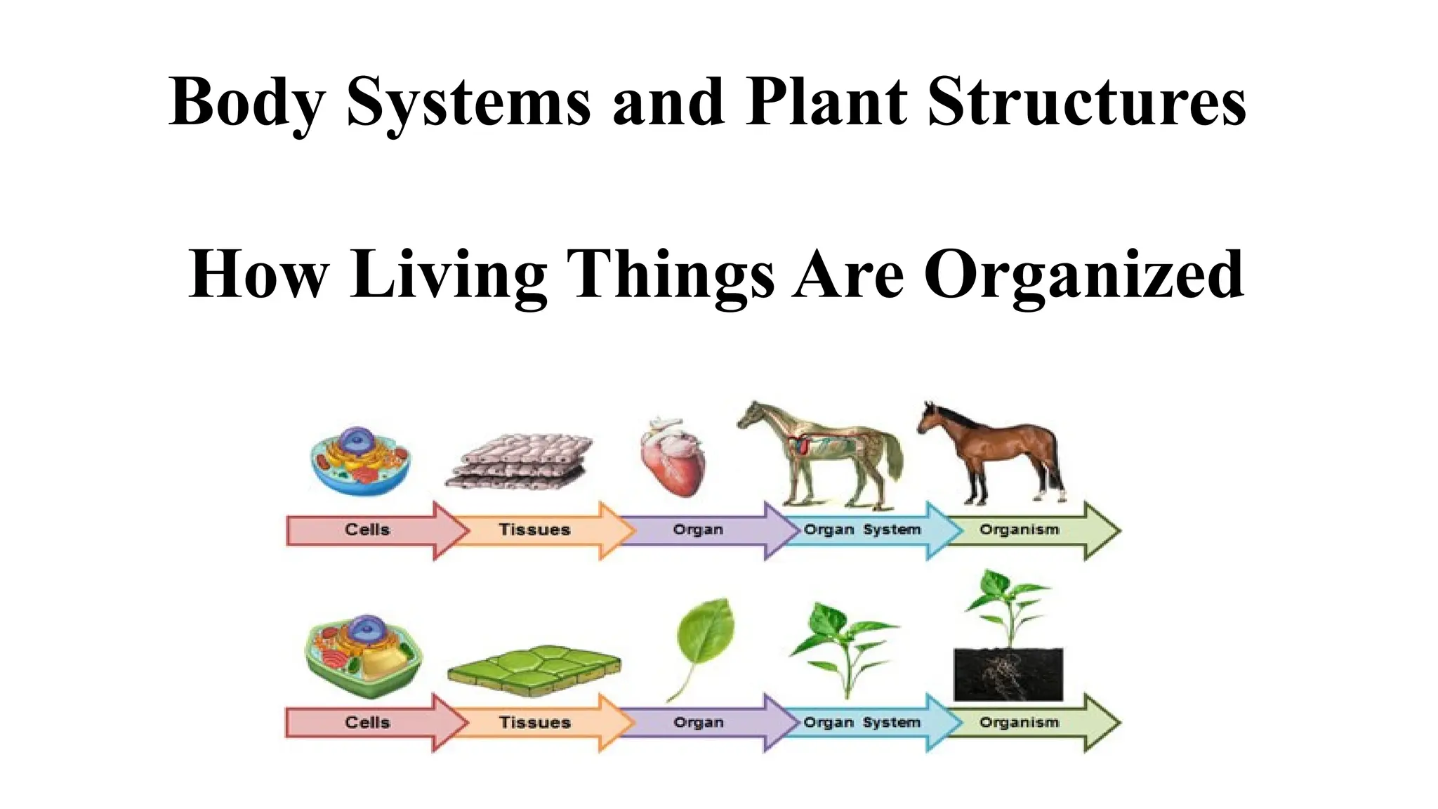 Body Systems and Plant Structures How Living Things Are Organized | PPTX