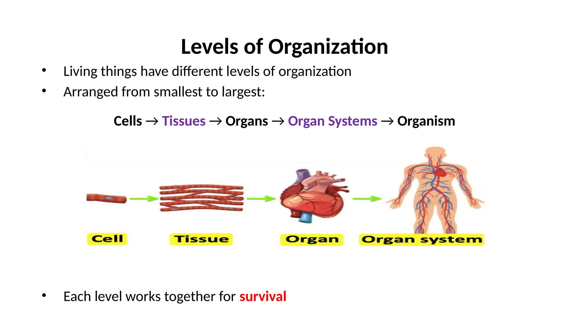 Body Systems and Plant Structures How Living Things Are Organized | PPTX