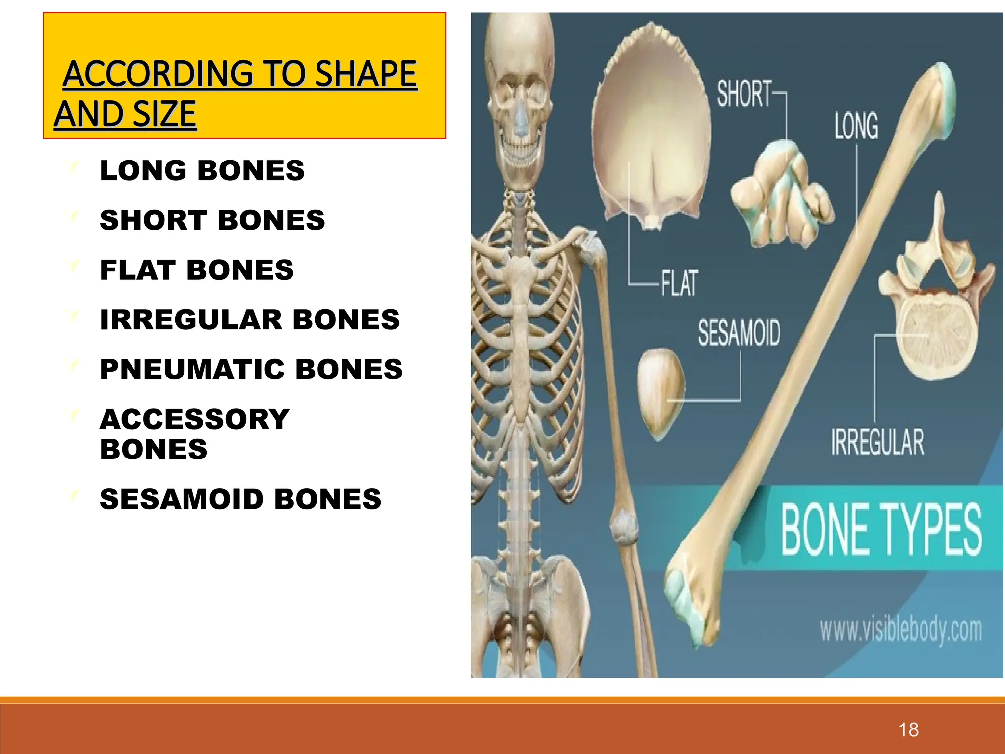 INTRODUCTION TO BONES.ppt general anatomy mbbs | PPT