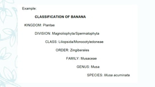 Introduction to Botany Lesson 1.pptx