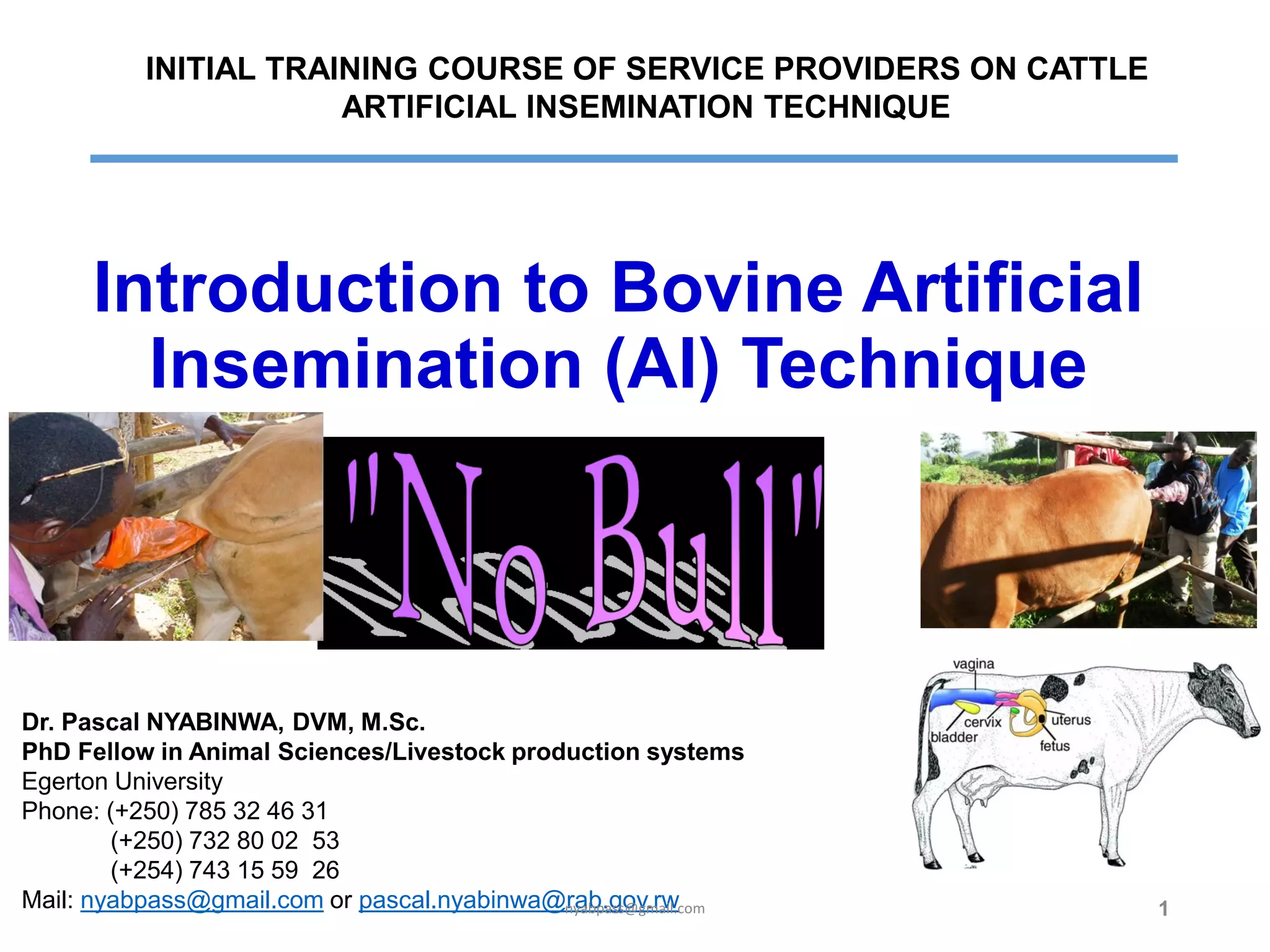 Brief description on bovine artificial insemination service delivery in ...