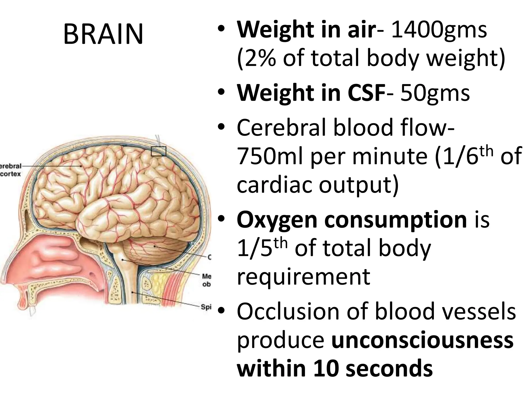 Introduction_to_Brain.pptx .cerebralsystem | PPT