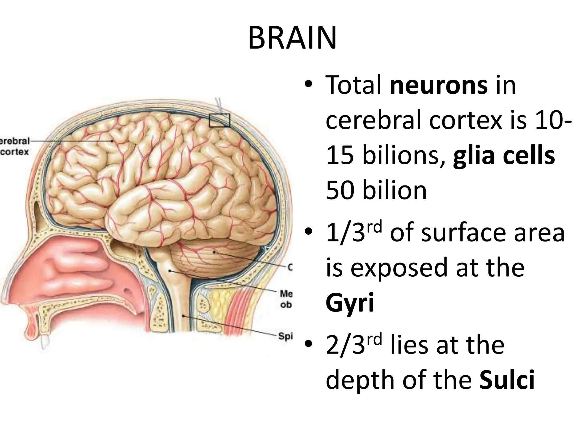 Introduction_to_Brain.pptx .cerebralsystem | PPT