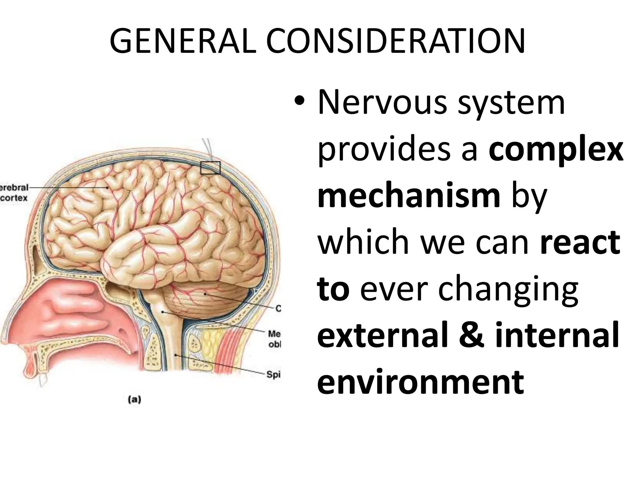 Introduction_to_Brain.pptx .cerebralsystem | PPT