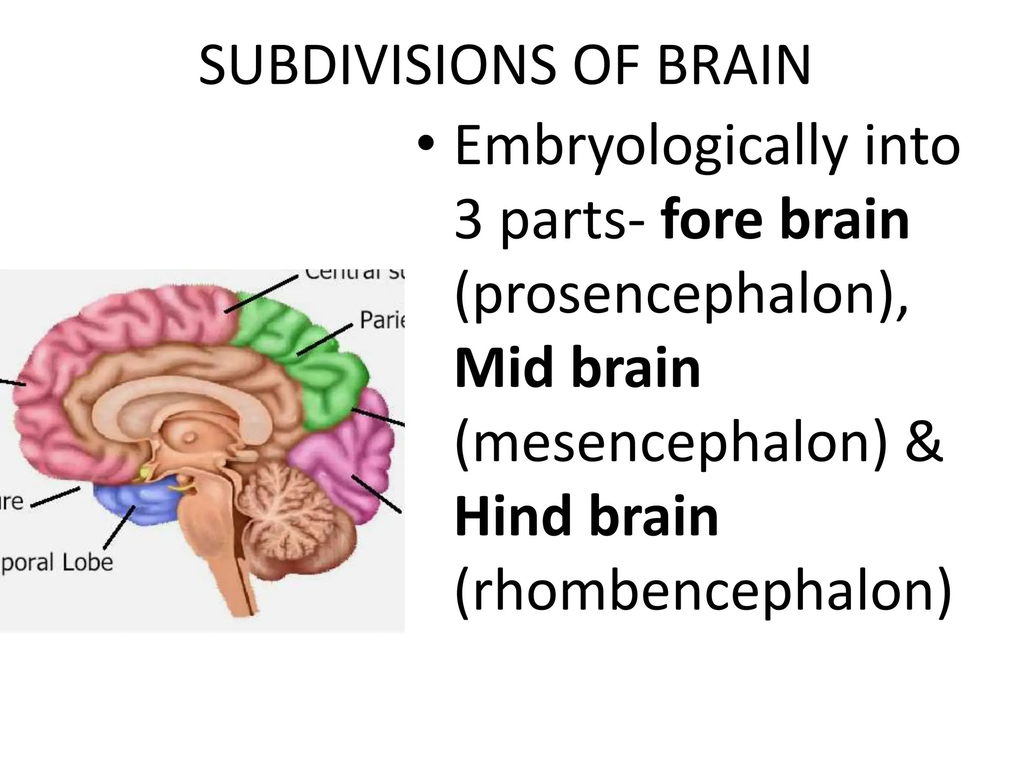 Introduction_to_Brain.pptx .cerebralsystem | PPT