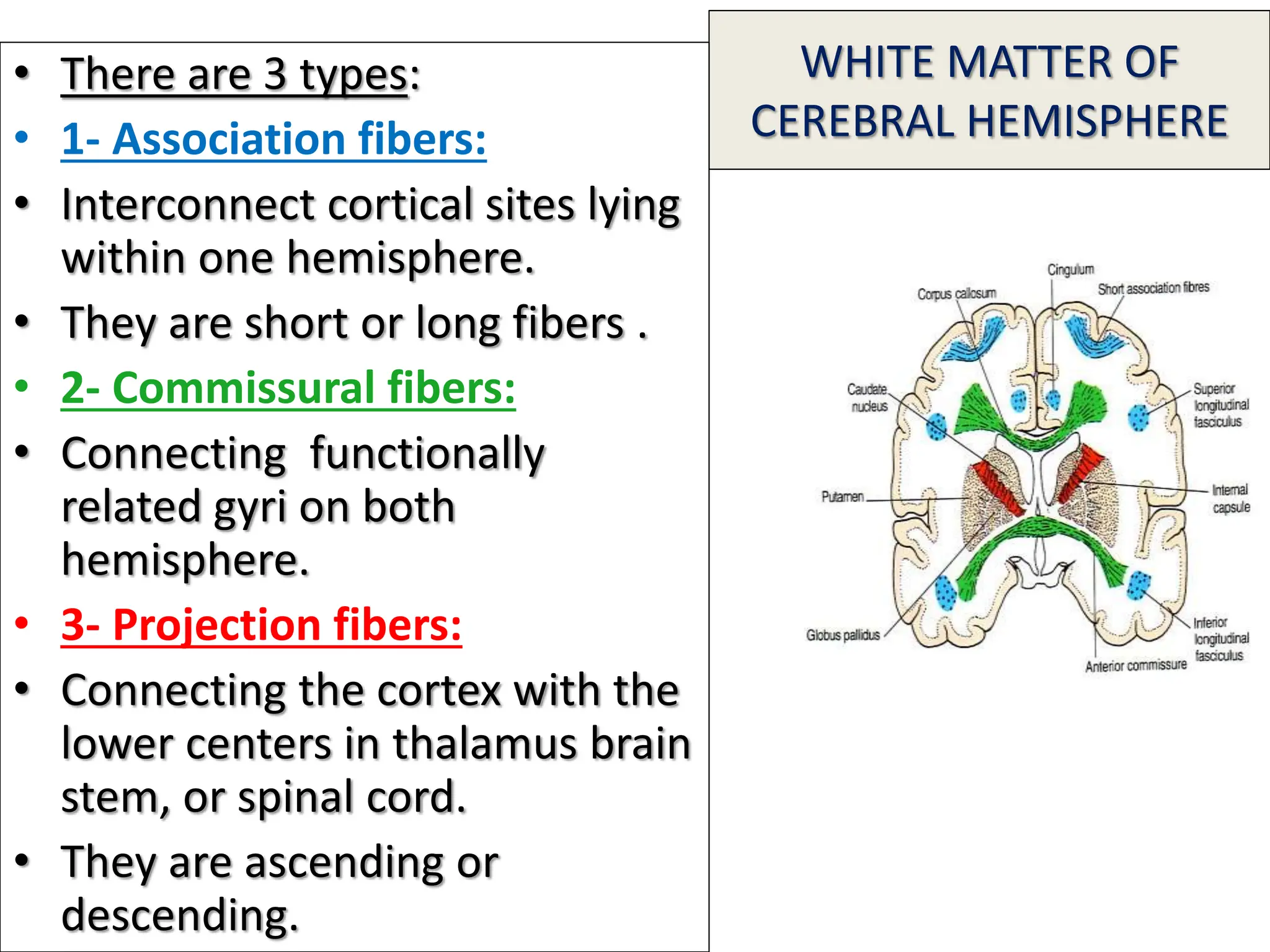 Introduction_to_Brain.pptx .cerebralsystem | PPT