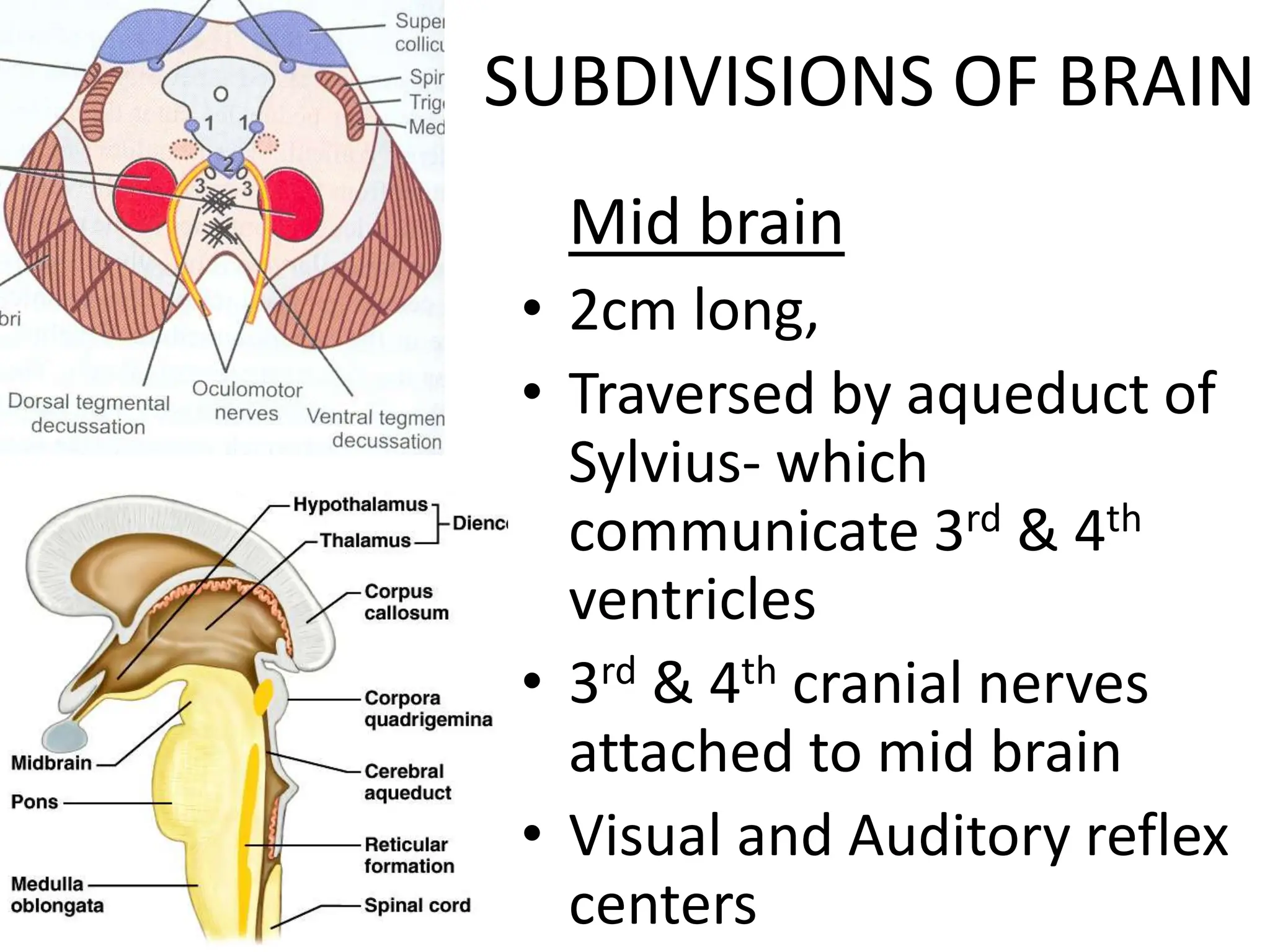 Introduction_to_Brain.pptx .cerebralsystem | PPT