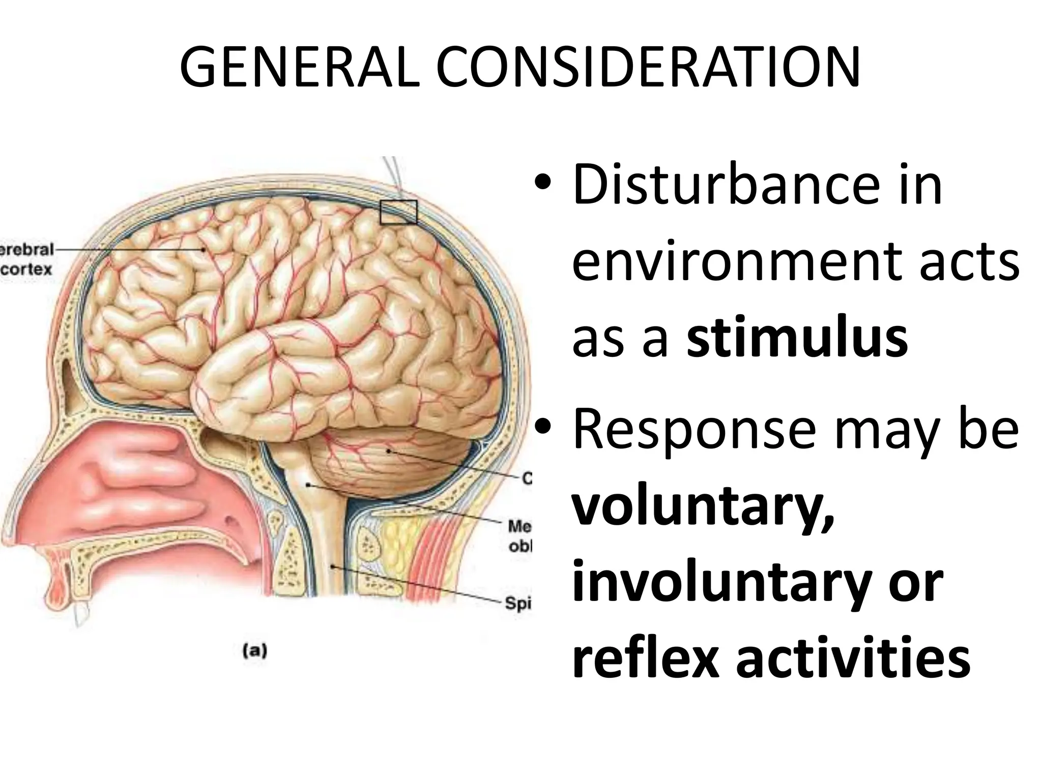 Introduction_to_Brain.pptx .cerebralsystem | PPT