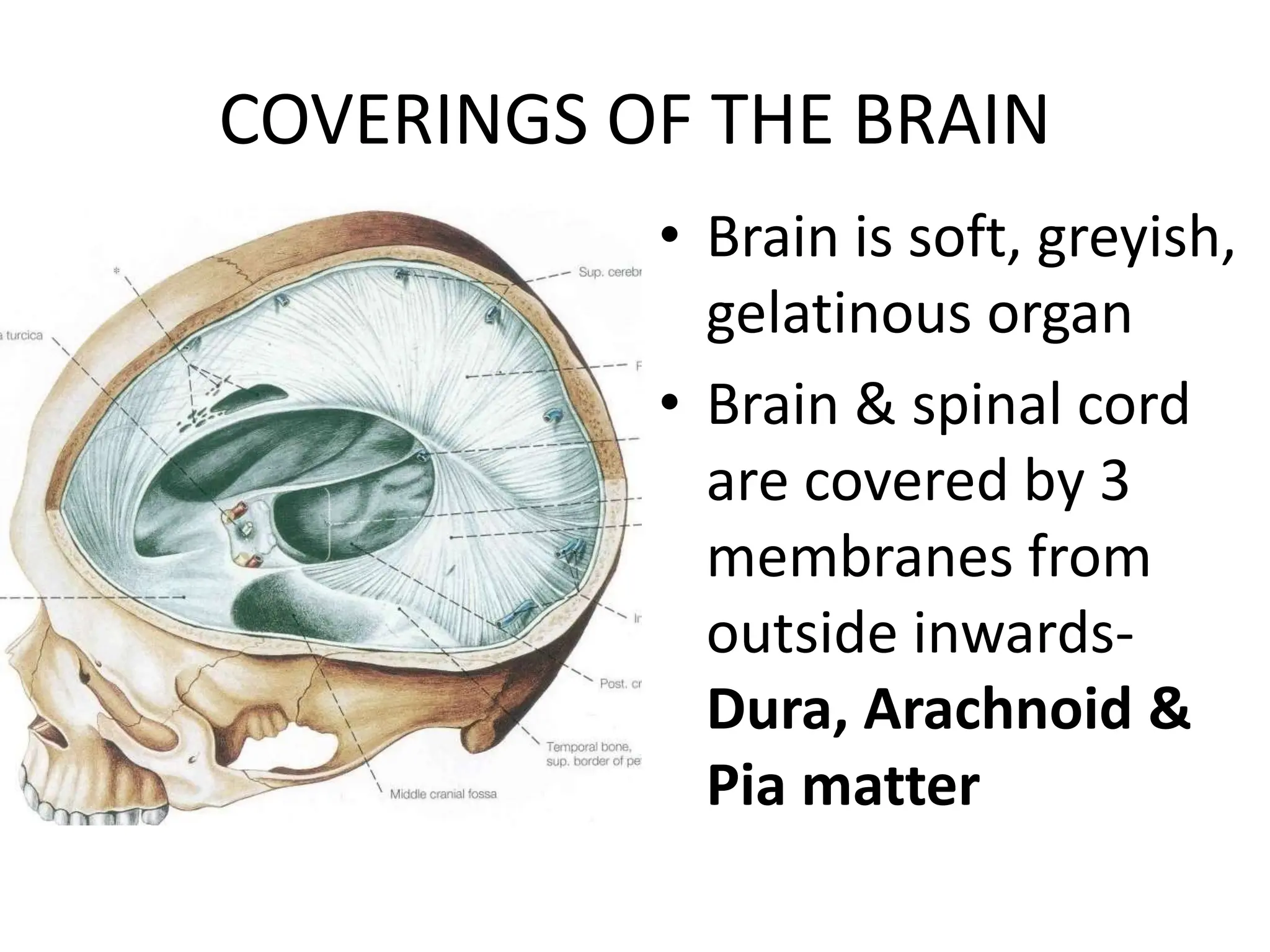 Introduction_to_Brain.pptx .cerebralsystem | PPT
