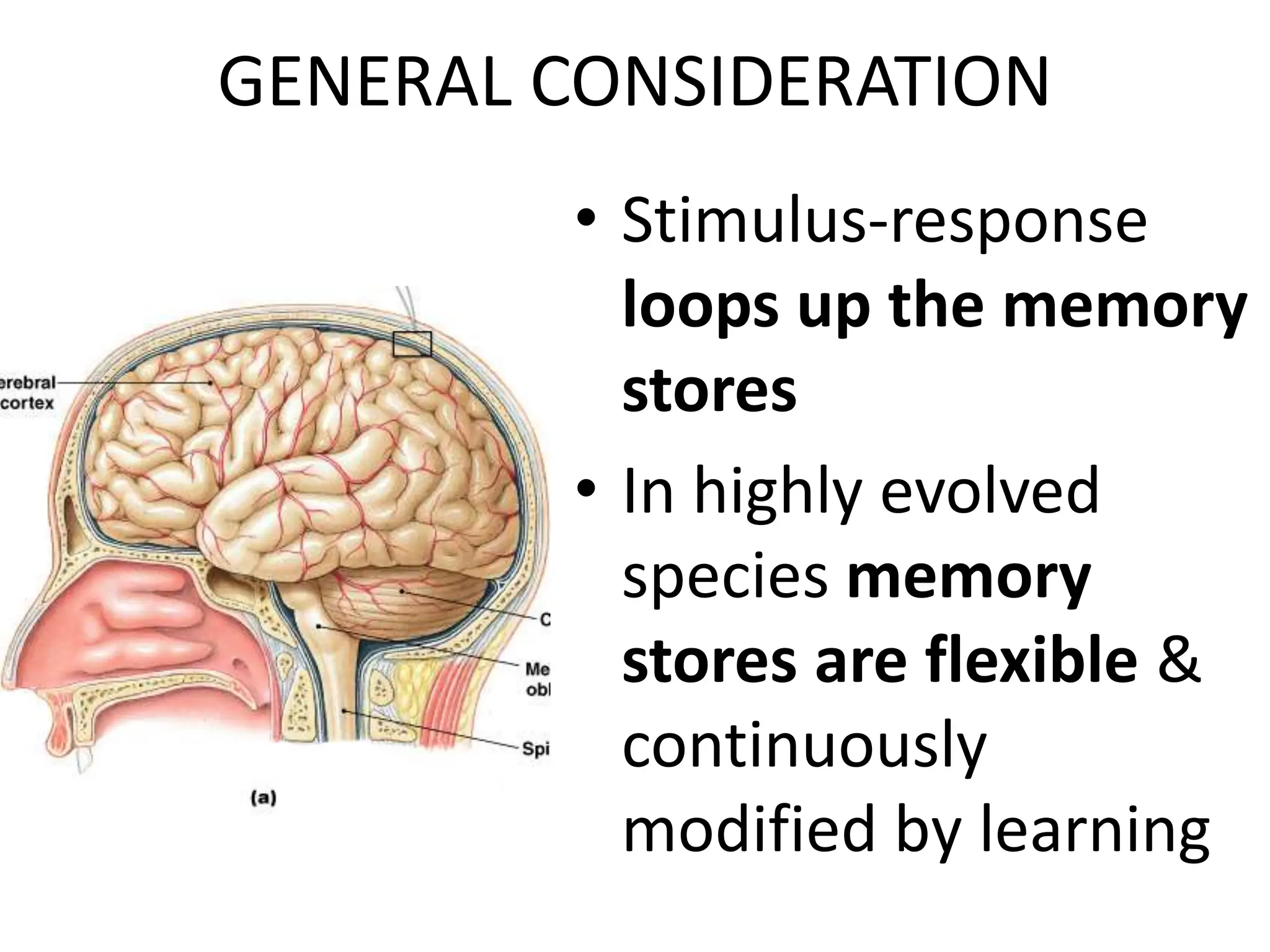 Introduction_to_Brain.pptx .cerebralsystem | PPT