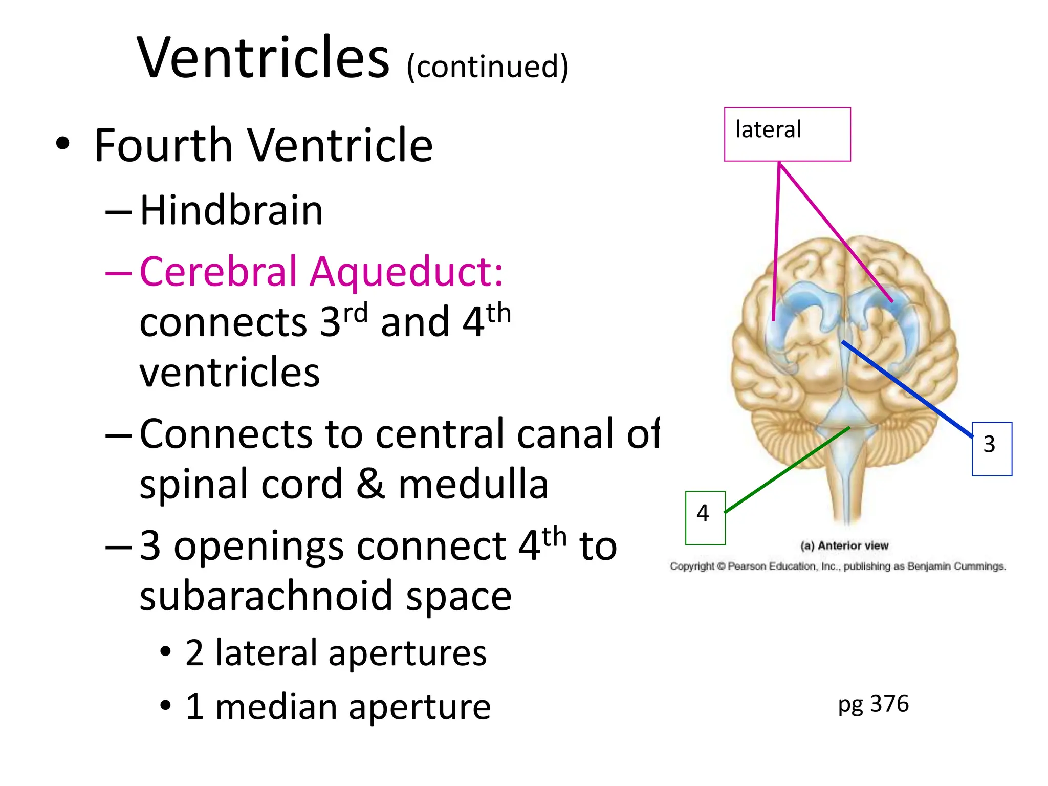 Introduction_to_Brain.pptx .cerebralsystem | PPT