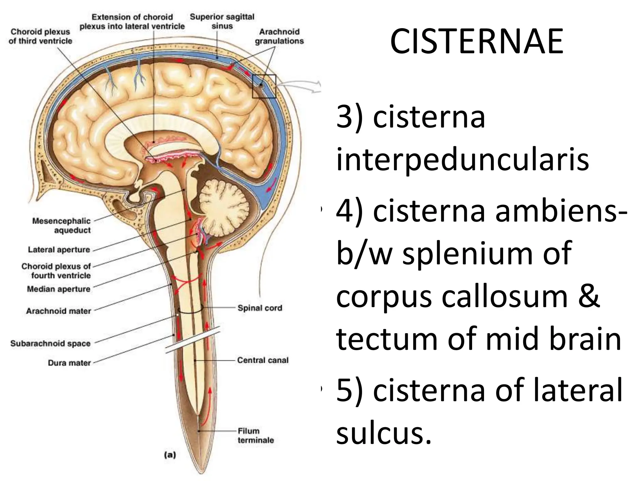 Introduction_to_Brain.pptx .cerebralsystem | PPT
