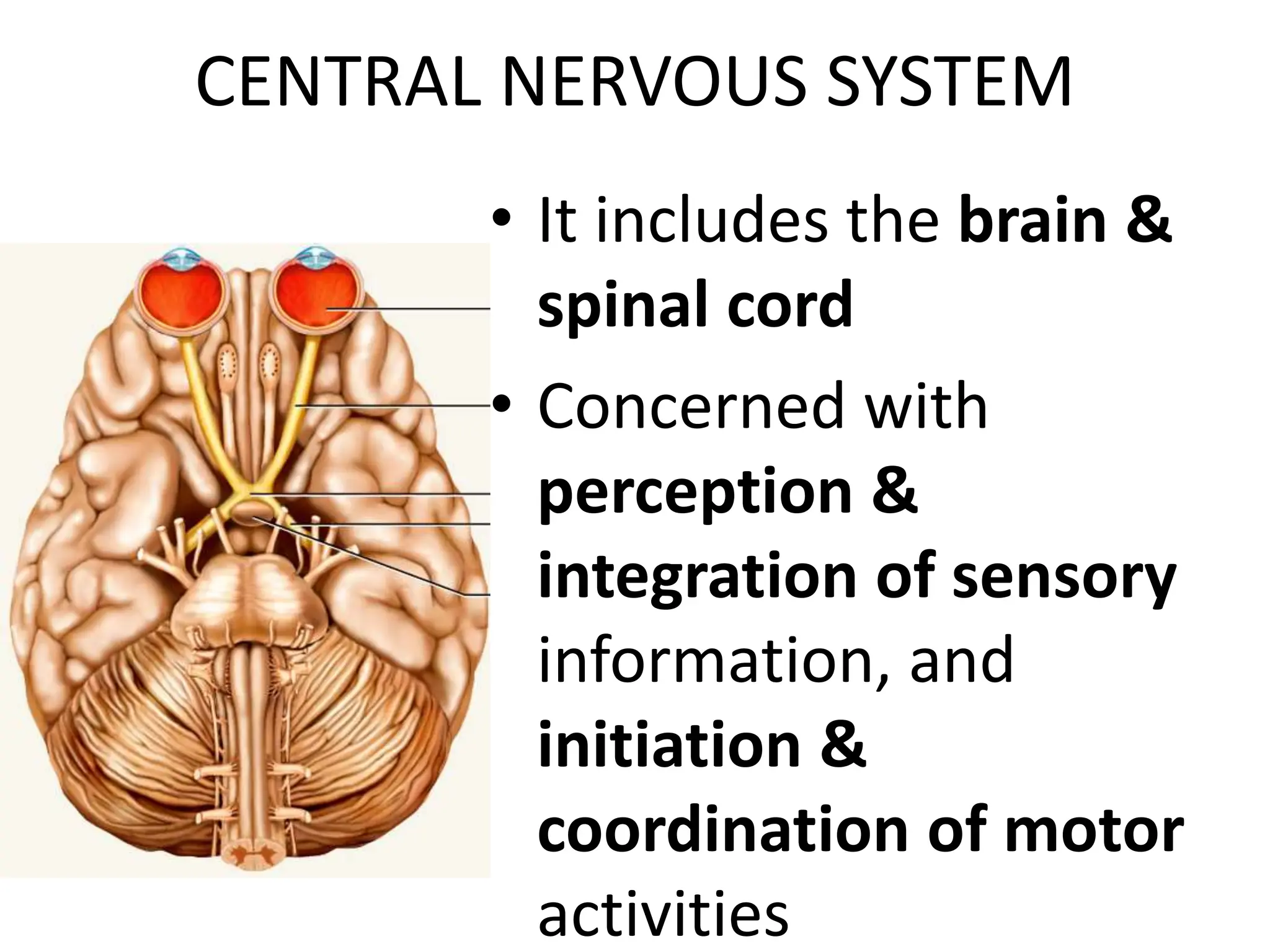 Introduction_to_Brain.pptx .cerebralsystem | PPT