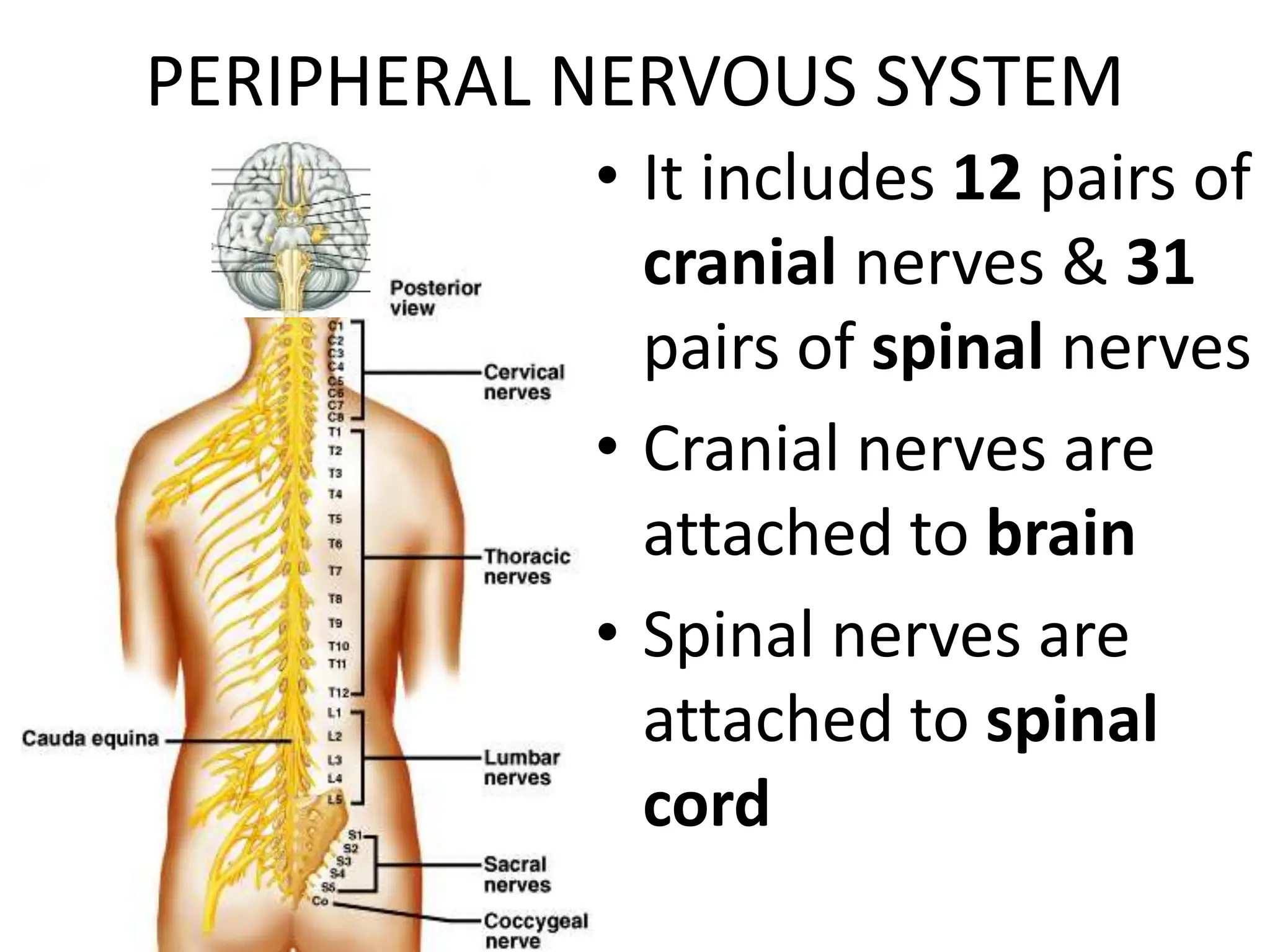 Introduction_to_Brain.pptx .cerebralsystem | PPT