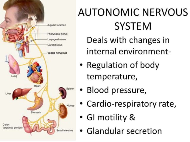 Introduction_to_Brain.pptx .cerebralsystem | PPT