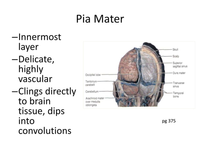 Introduction_to_Brain.pptx .cerebralsystem | PPT