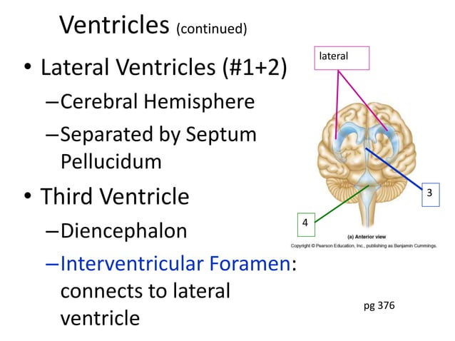 Introduction_to_Brain.pptx .cerebralsystem | PPT