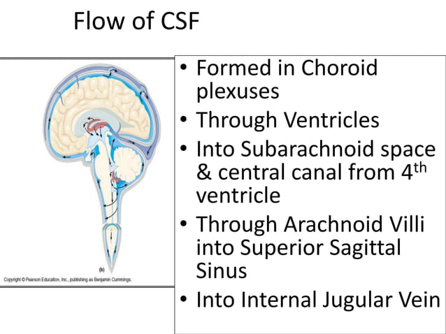 Introduction_to_Brain.pptx .cerebralsystem | PPT