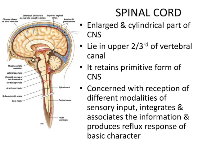 Introduction_to_Brain.pptx .cerebralsystem | PPT