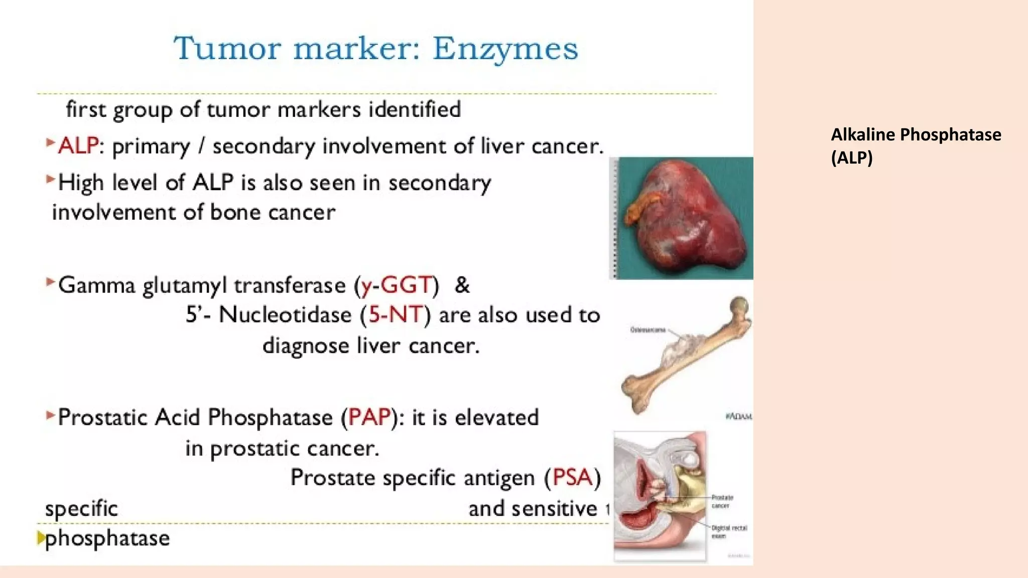 Introduction to cancer biology nerdy scientists | PPT