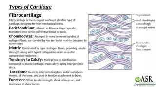 Introduction to Cartilage.pdf by Bodela Rushitha | PDF