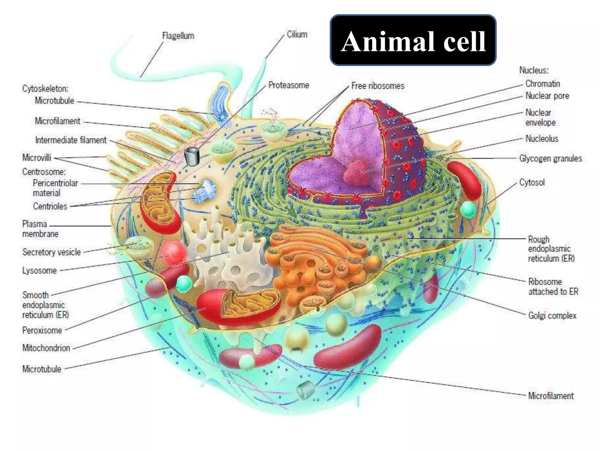 Introduction to cell biology | PPTX