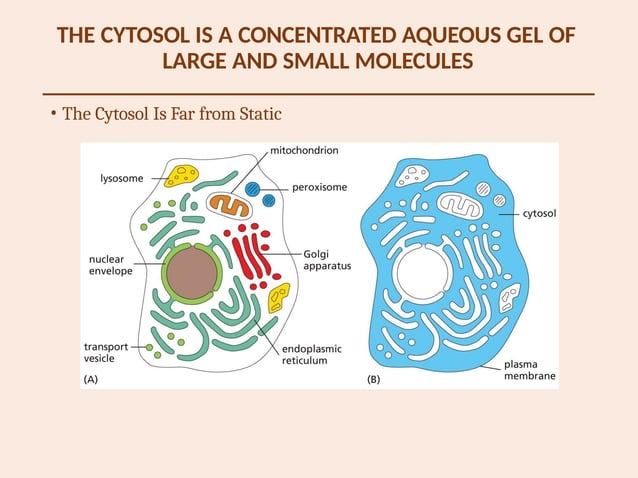 Introduction To Cell Biology 1 Pptx Good Pptx