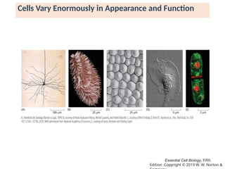 Introduction to Cell biology (1).pptx good | PPTX