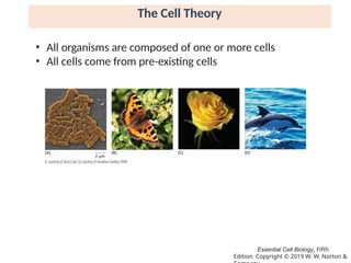 Introduction to Cell biology (1).pptx good | PPTX