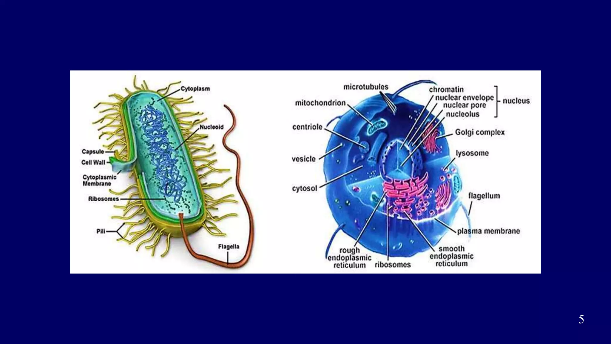 INTRODUCTION TO CELL BIOLOGY AND CELL.pptx | Biological Sciences | Science