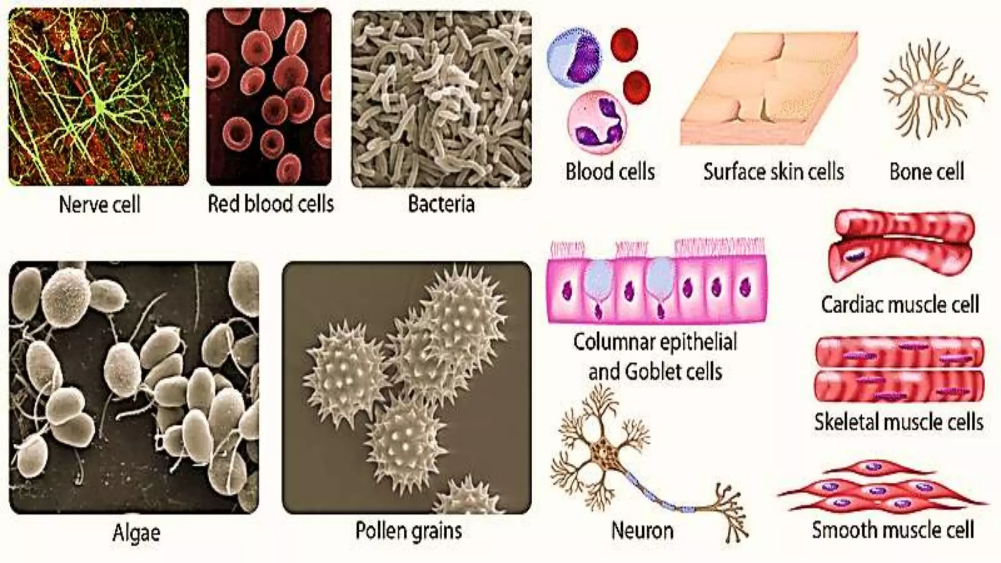 INTRODUCTION TO CELL BIOLOGY AND CELL.pptx | Biological Sciences | Science