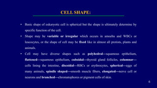 INTRODUCTION TO CELL BIOLOGY AND CELL.pptx