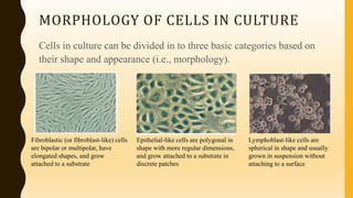 Introduction to cell culture- concepts of cell culture part-1 | PPTX ...