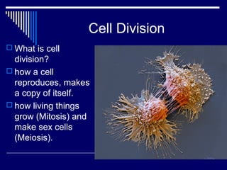 Introduction to Cell Division Notes | PPT