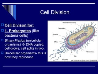 Introduction to Cell Division Notes | PPT