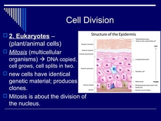Introduction to Cell Division Notes | PPT
