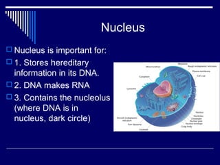 Introduction to Cell Division Notes | PPT