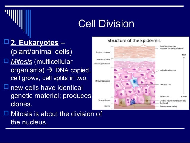 Introduction to Cell Division Notes