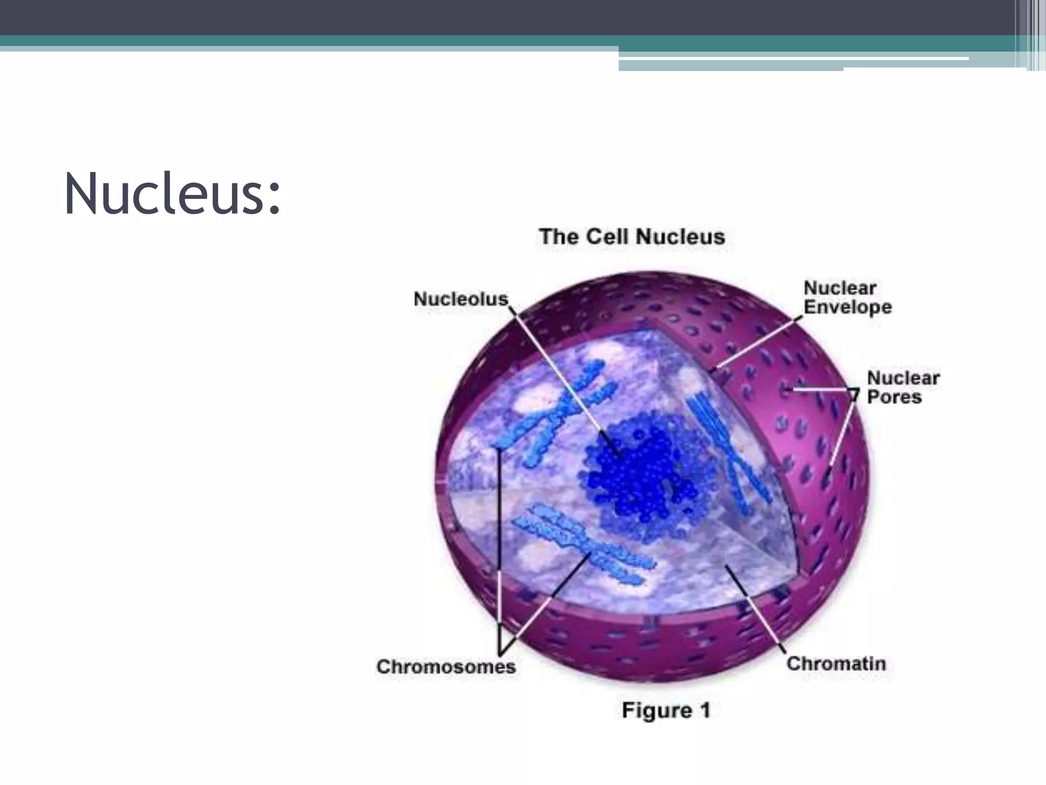 Introduction to cell organelles | PPTX